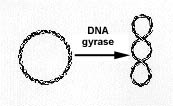 Circular DNA in Prokaryotes
