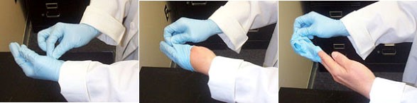 Biol 230 Lab Manual, Introduction