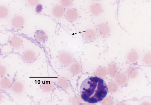 Biol 230 Lab Manual, Lab 1