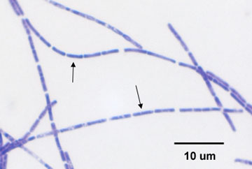 Biol 230 Lab Manual, Lab 1
