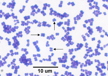 Biol 230 Lab Manual, Lab 1