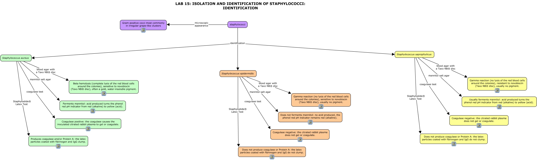 LAB 15 - ISOLATION AND IDENTIFICATION OF STAPHYLOCOCCI - IDENTIFICATION ...