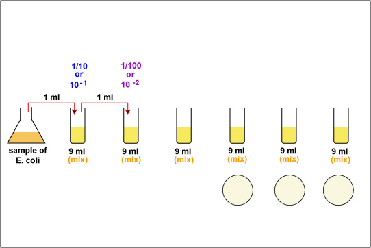 BIOL 230 Lecture Guide - Dilutions
