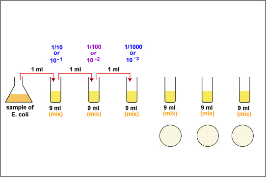 BIOL 230 Lecture Guide - Dilutions