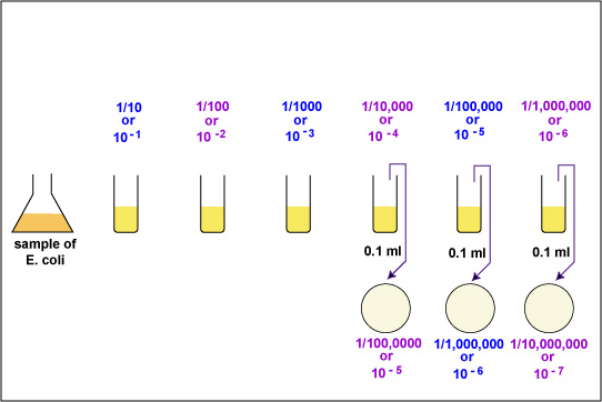 BIOL 230 Lecture Guide - Dilutions