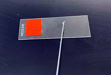 BIOL 230 Lab Manual: Preparing a Slide for Staining