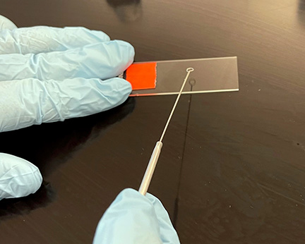 BIOL 230 Lab Manual: Preparing a Slide for Staining