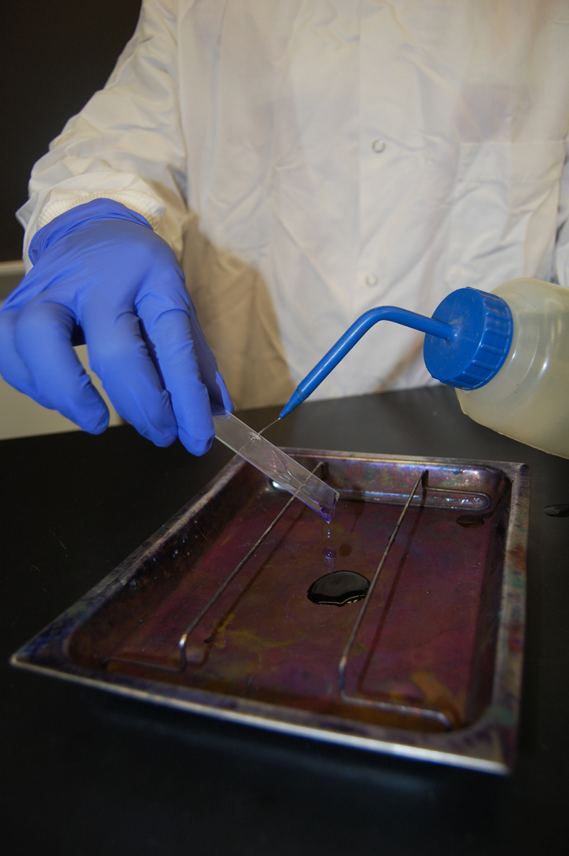 BIOL 230 Lab Manual: Gram Stain