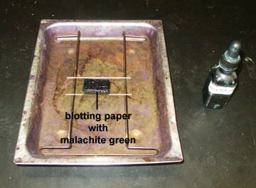 BIOL 230 Lab Manual: Staining with Malachite Green