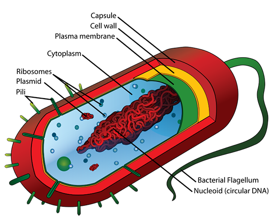 BIOL 230 Lecture Guide - Electron Micrograph of a Cytoplasmic Membrane