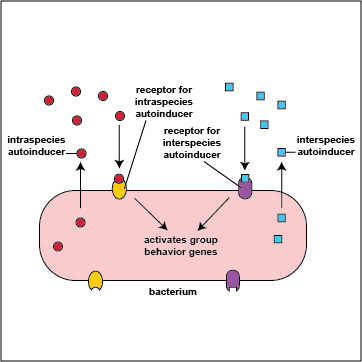 Quorum Sensing Intraspecies and Interspecies Communication