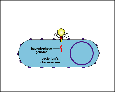 BIOL 230 Lecture Guide - Specialized Transduction