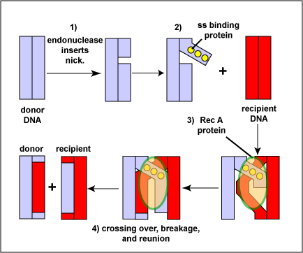BIOL 230 Lecture Guide - Genetic Recombination by Rec A