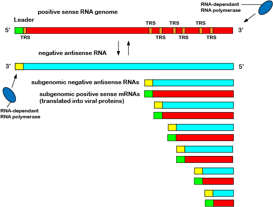 BIOL 230 Lecture Guide - Production of Viral mRNA from a ss plus RNA ...