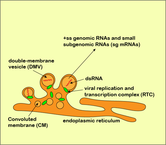 BIOL 230 Lecture Guide - Electron Micrograph of SARS-CoV-2