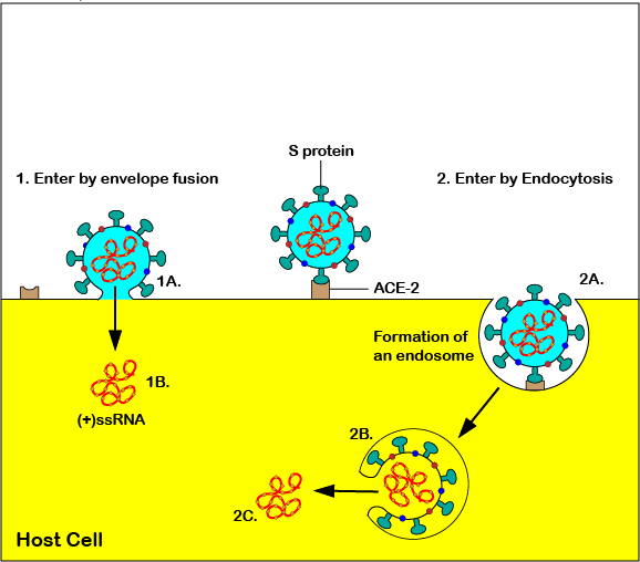 BIOL 230 Lecture Guide - Electron Micrograph of SARS-CoV-2