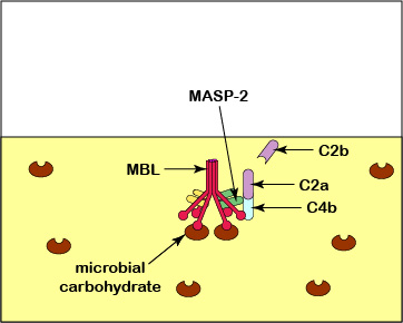 BIOL 230 Lecture Guide - Activation of C2 in the Lectin Pathway