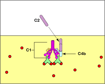 BIOL 230 Lecture Guide - The Classical Complement Pathway: Cleavage of ...