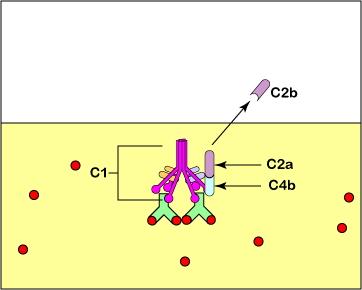 BIOL 230 Lecture Guide - The Classical Complement Pathway: Cleavage of ...