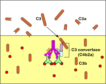 BIOL 230 Lecture Guide - The Classical Complement Pathway: Cleavage of ...