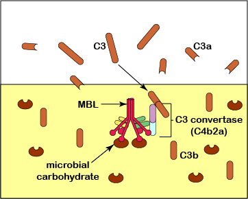 BIOL 230 Lecture Guide - Activation of C3 in the Lectin Pathway