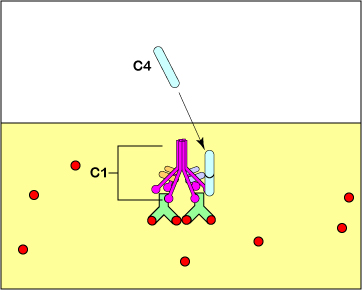 BIOL 230 Lecture Guide - The Classical Complement Pathway: Cleavage of ...