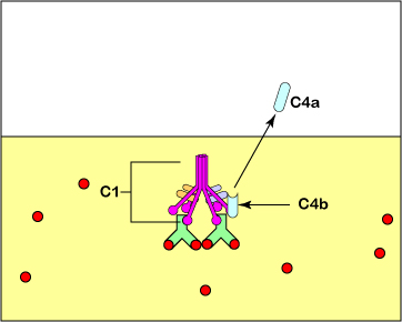 BIOL 230 Lecture Guide - The Classical Complement Pathway: Cleavage of ...