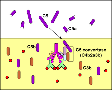 BIOL 230 Lecture Guide - The Classical Complement Pathway: Formation of ...