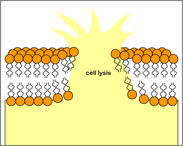 BIOL 230 Lecture Guide - The Classical Complement Pathway: MAC Lysis