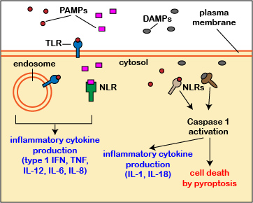 BIOL 230 Lecture Guide - Pyroptosis