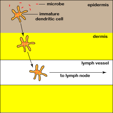 BIOL 230 Lecture Guide - Dendritic Cells Entering a Lymph Node