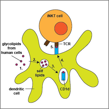 BIOL 230 Lecture Guide - iNKT Cell Activated by a Dendritic Cell
