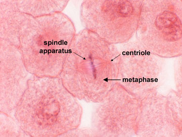 Metaphase - Animal Cell